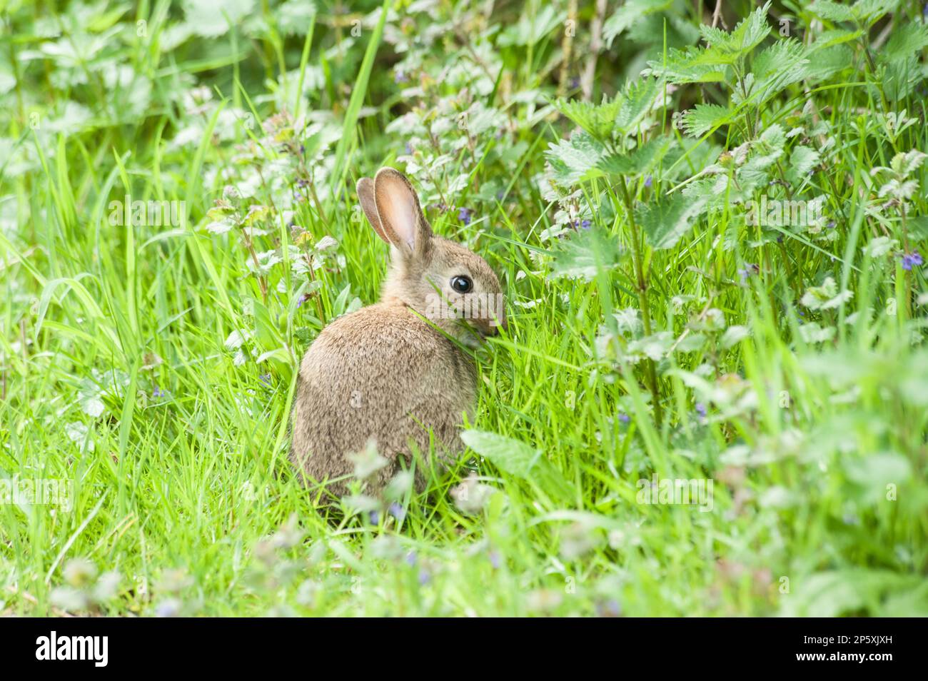 Cute baby alert young rabbit mammal hi-res stock photography and images ...