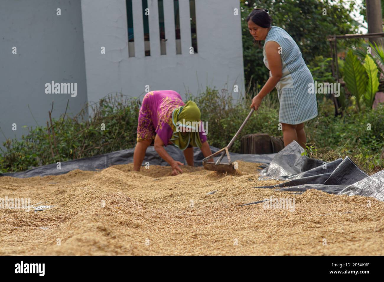 two Indonesian women are drying the newly harvested rice seeds in the ...