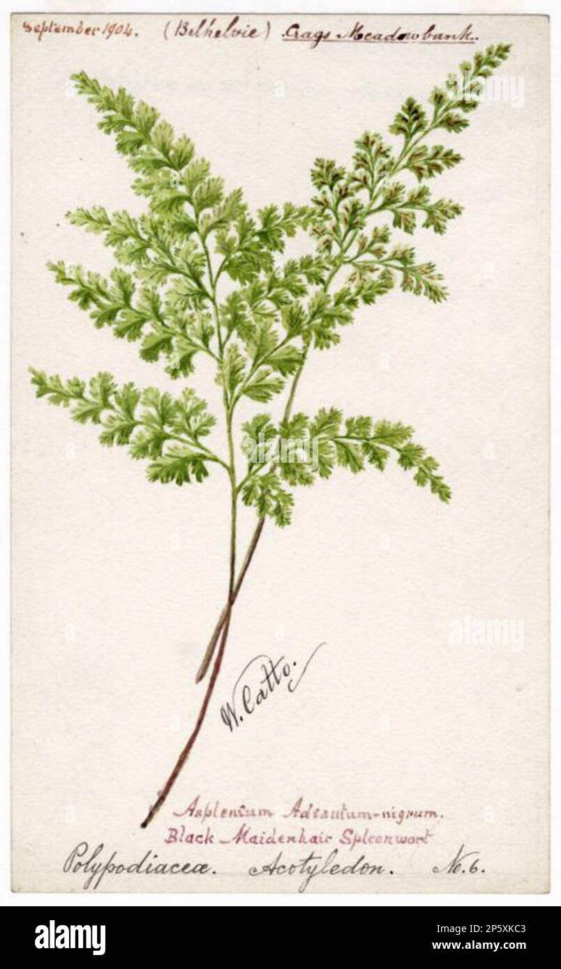 Black-Maidenhair Spleenwort (Polypodiacea Acotyledon No. 6), William ...