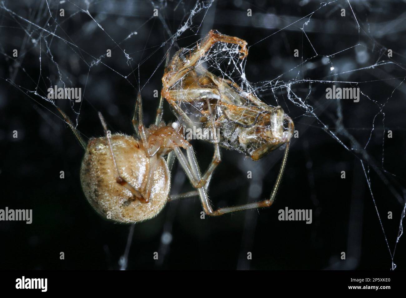 house spider, American common house spider, common American house ...