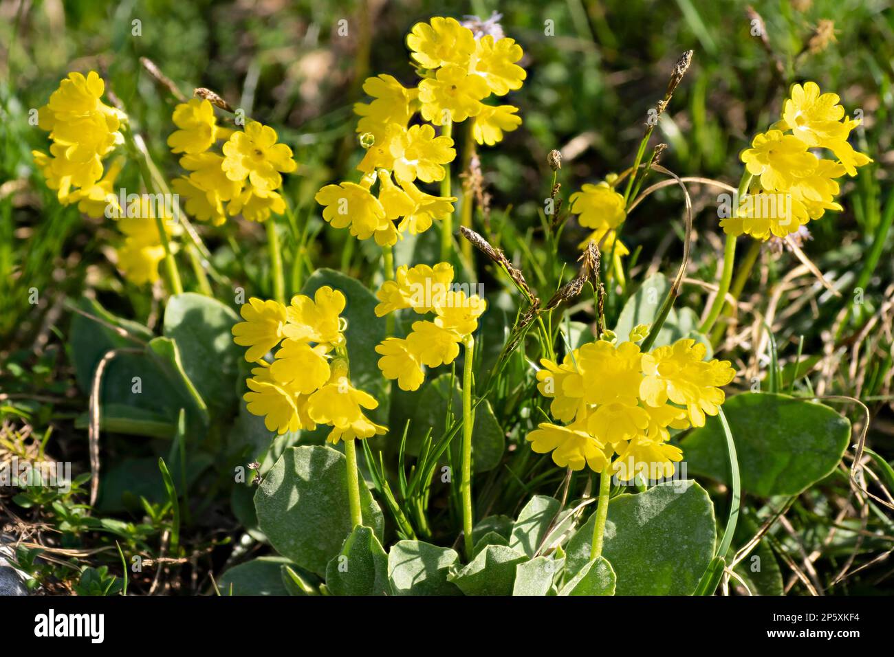 Flower auriculas hi-res stock photography and images - Alamy