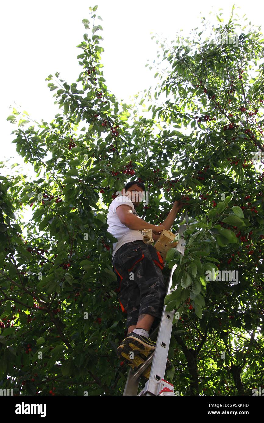 Man on ladder picking hi-res stock photography and images - Alamy