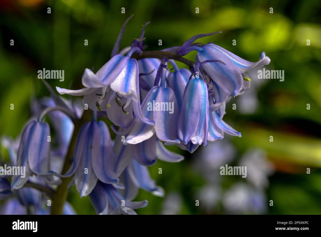 Purple bells hi-res stock photography and images - Alamy