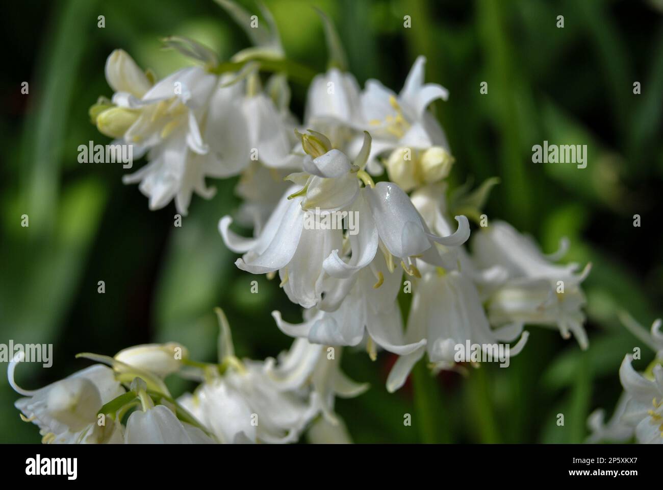 Whitebell hi-res stock photography and images - Alamy