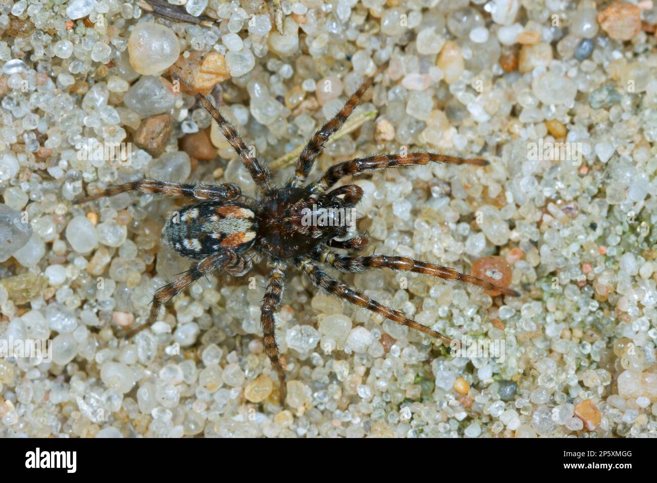 Sand bear spider, Sand bear wolf spider (Arctosa perita), female at the ...