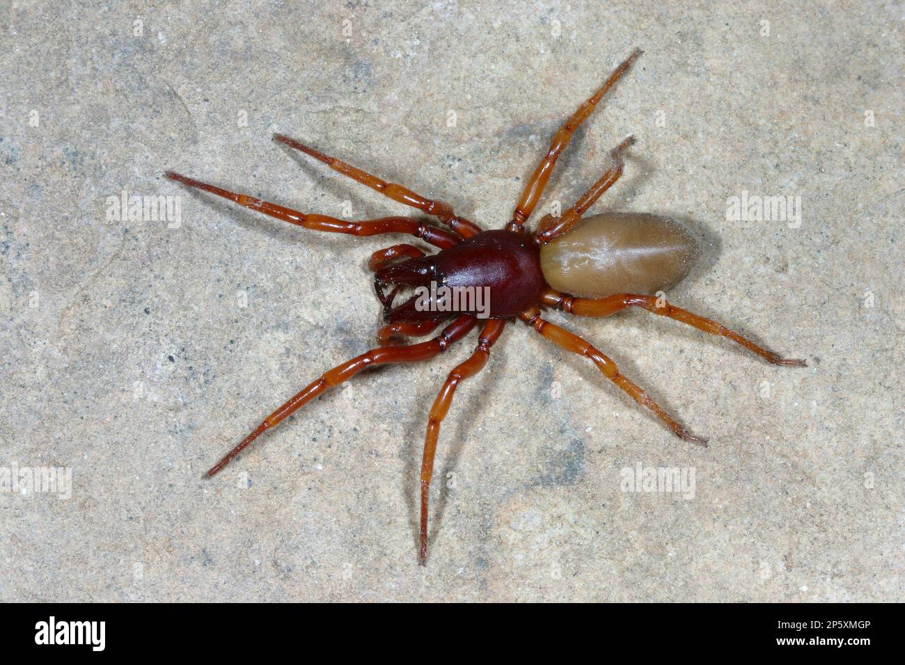 Woodlouse Spider (Dysdera crocata, Dysdera rubicunda), top view ...