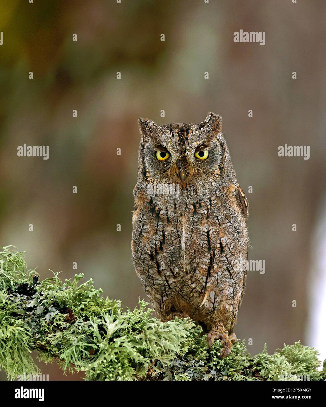 Eurasian scops owl (Otus scops), perching on a lichen-covered branch ...