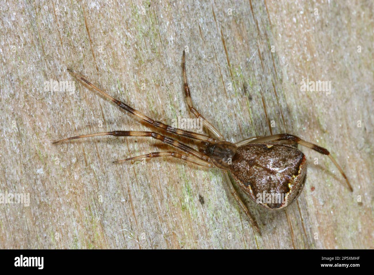 comb-footed spider (Episinus angulatus, Theridion angulatum), on wood ...