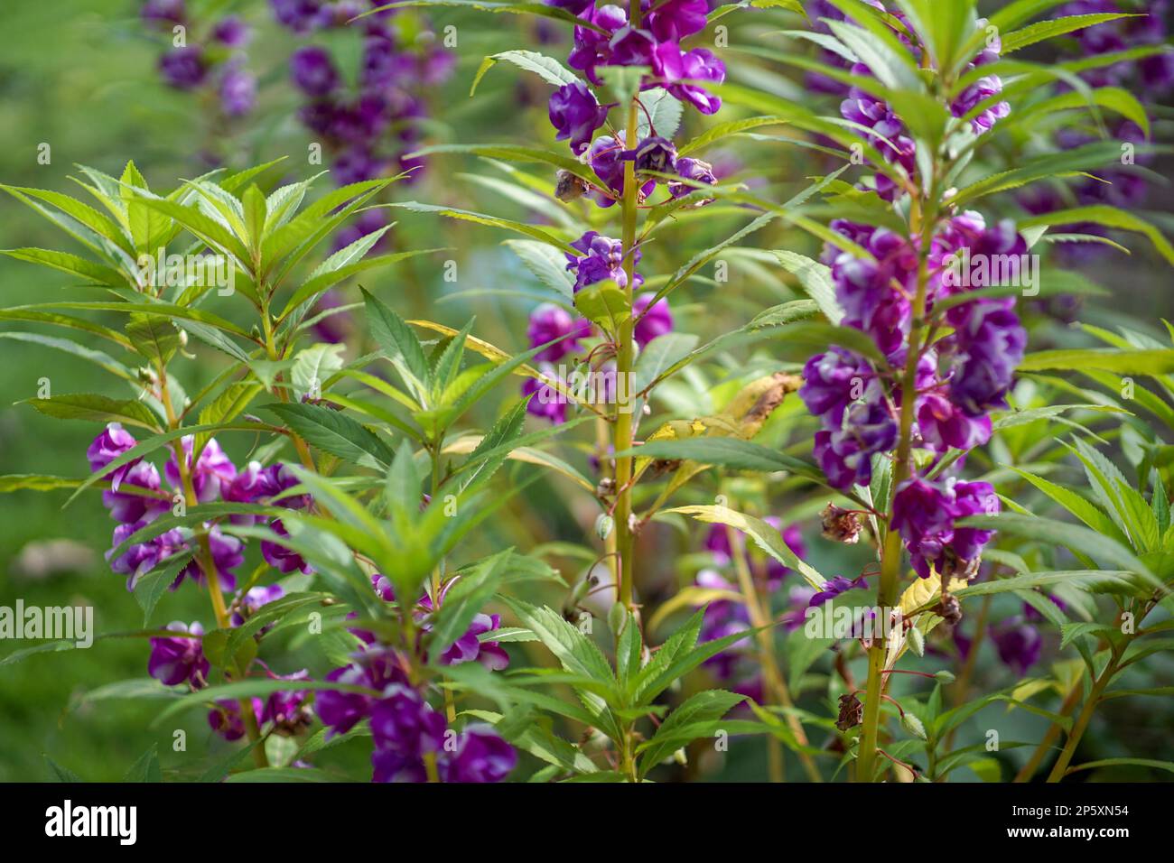 Bunga pacar air hi-res stock photography and images - Alamy