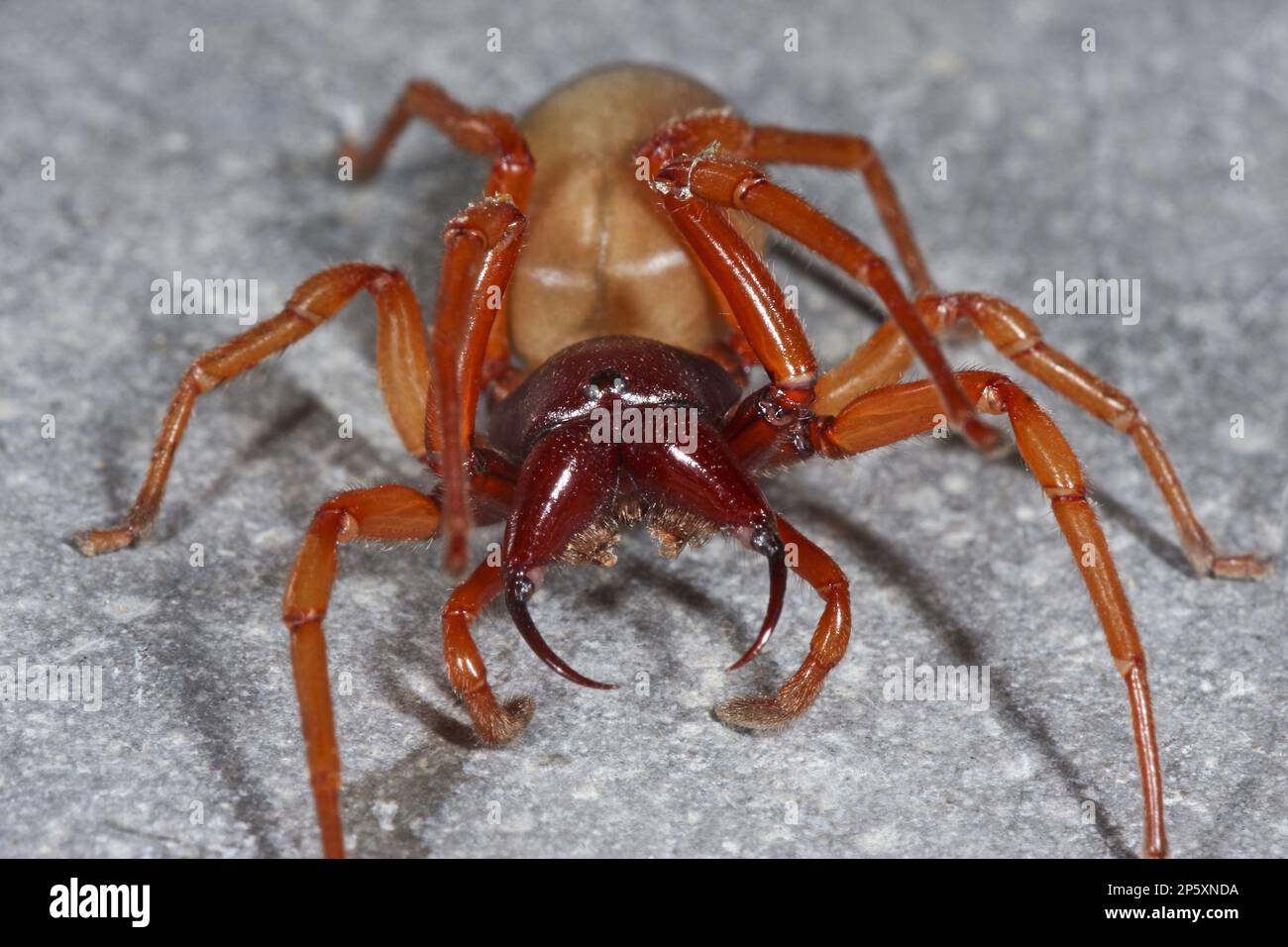 Woodlouse Spider (Dysdera crocata, Dysdera rubicunda), front view ...