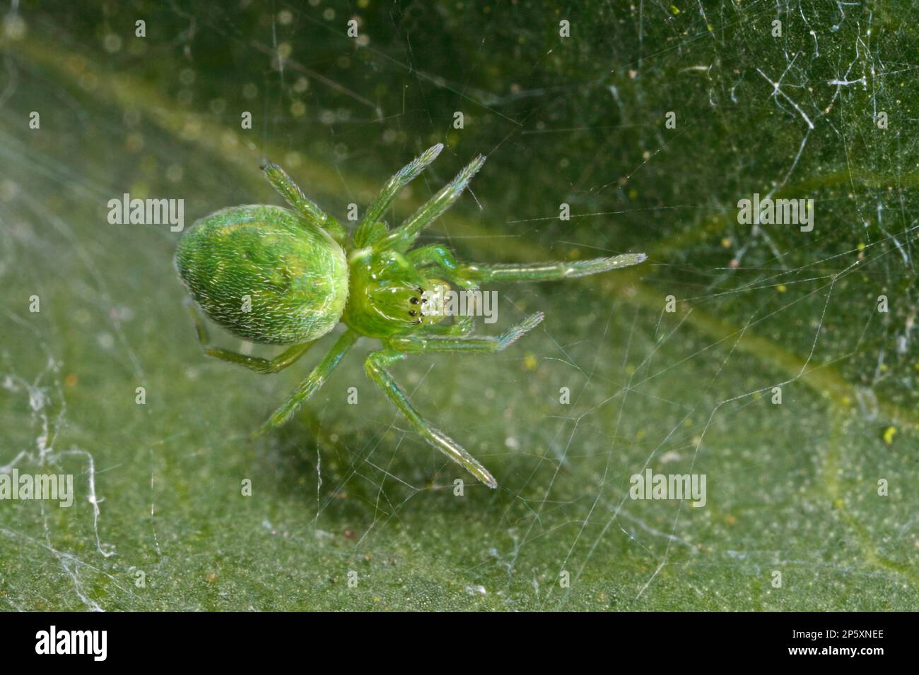 green cribellate spider (Nigma walckenaeri), in web on a leaf, Germany ...