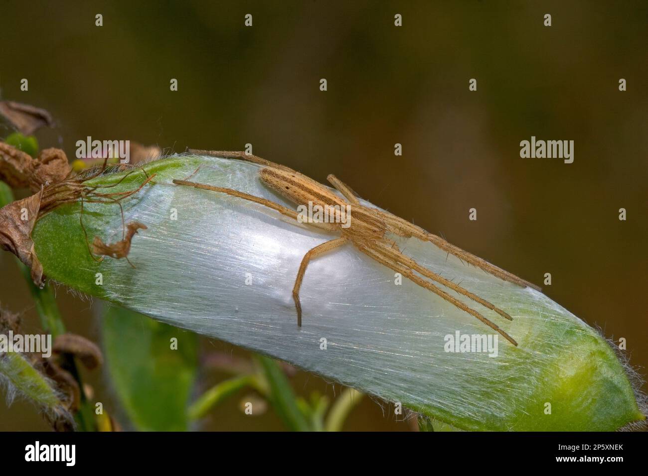 running crab spider, philodromid, philodromid spider (Tibellus oblongus ...