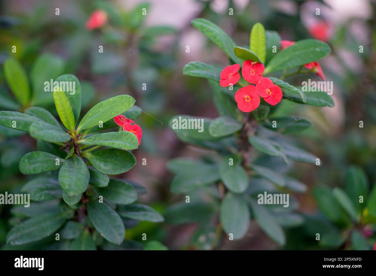 Thorny plants hi-res stock photography and images - Alamy