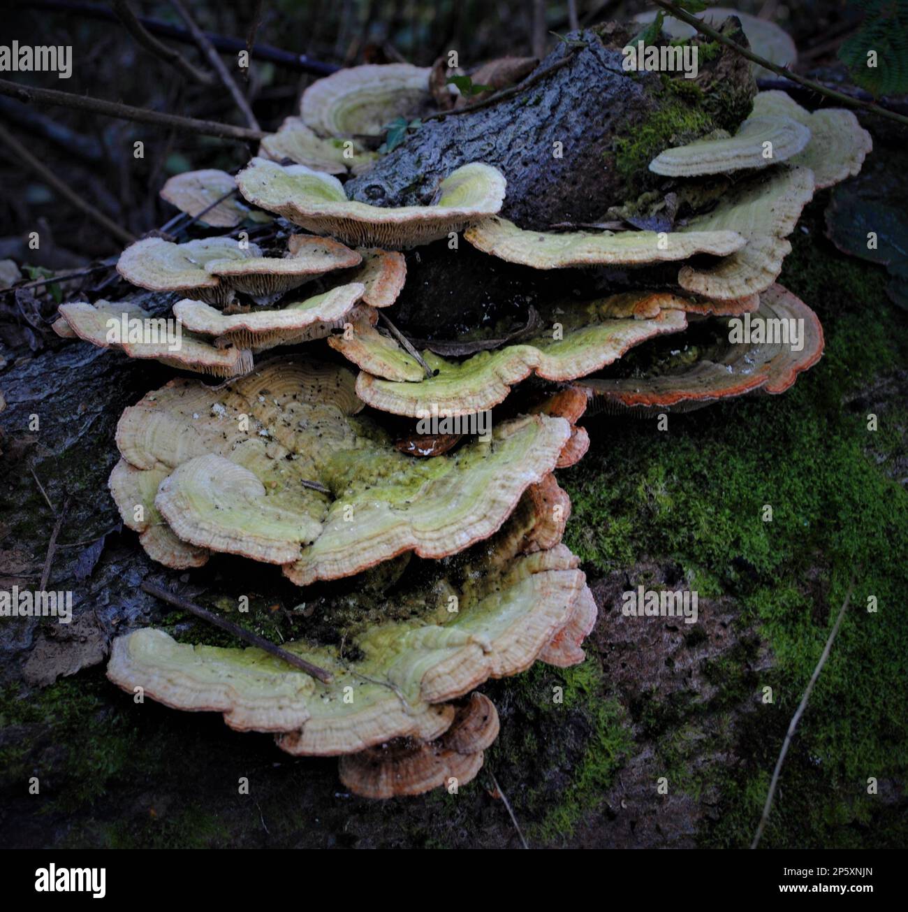 Turkey mushroom hi-res stock photography and images - Alamy