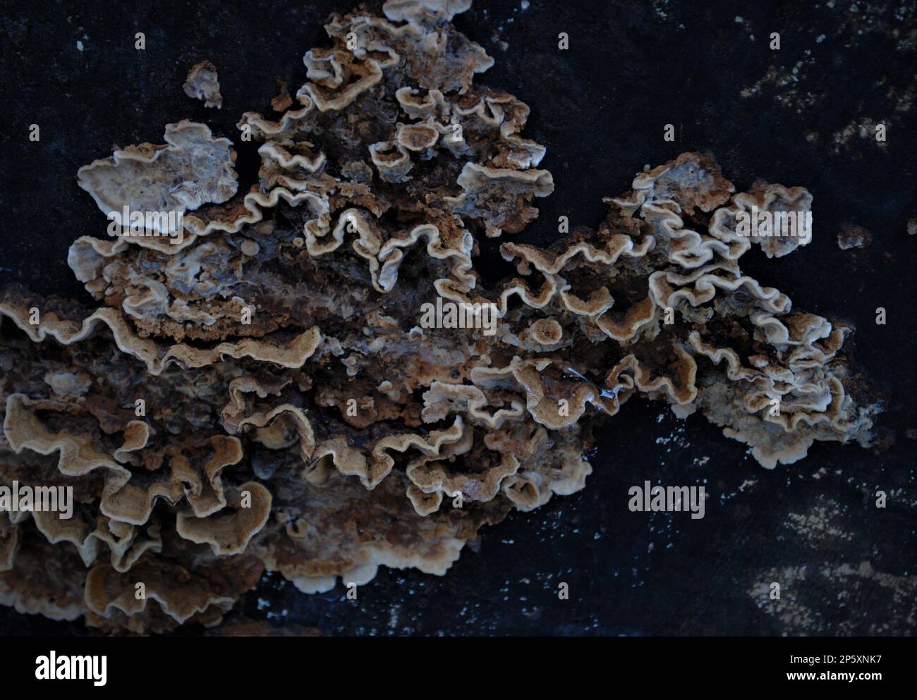 Mushroom cluster hi-res stock photography and images - Alamy
