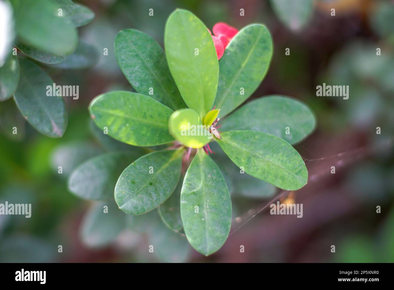 Euphorbia mili red with beautiful flowers in bloom. thorny red crown ...