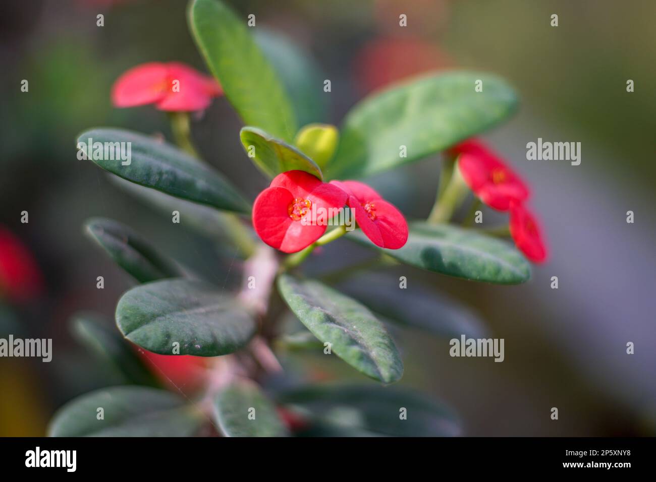 Euphorbia mili red with beautiful flowers in bloom. thorny red crown ...