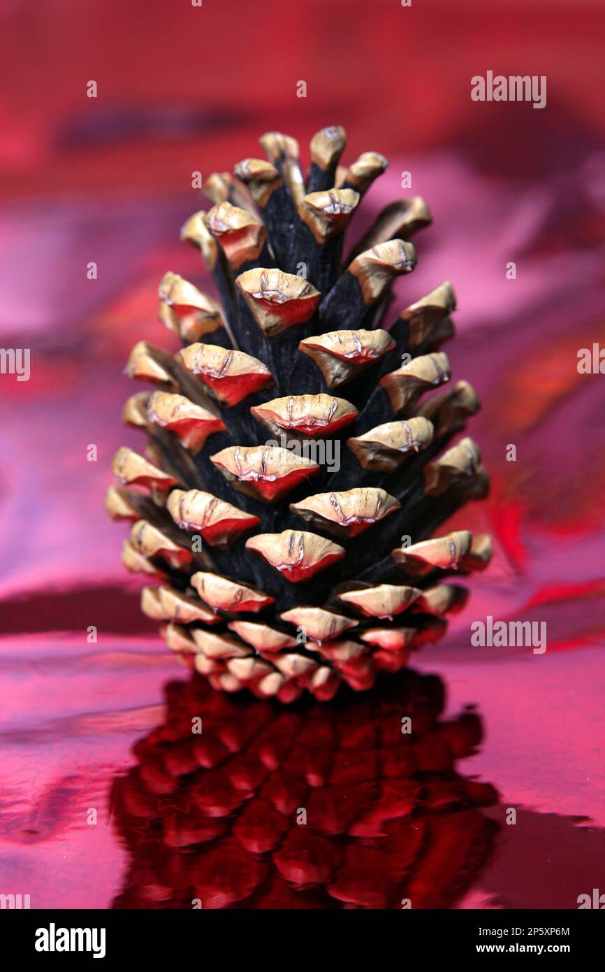 Red background pine cone hi-res stock photography and images - Alamy