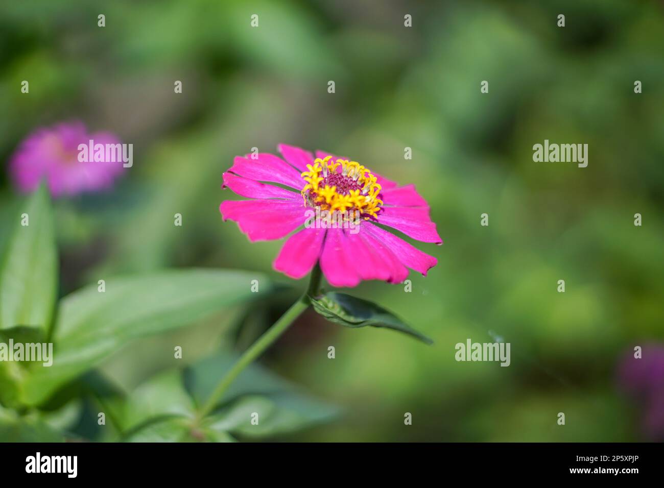 Beautiful pink sunflower (Helianthus annuus) petals growing in a garden ...
