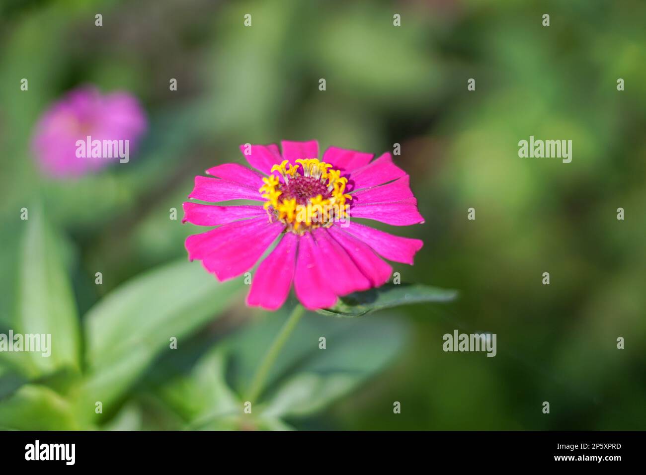 Beautiful pink sunflower (Helianthus annuus) petals growing in a garden ...