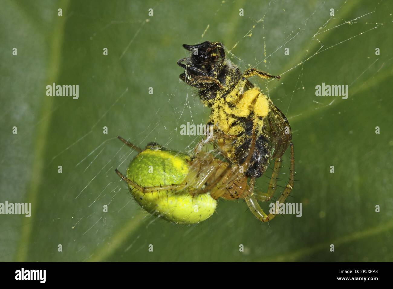 gourd spider, pumpkin spider (Araniella cucurbitina, Araneus ...