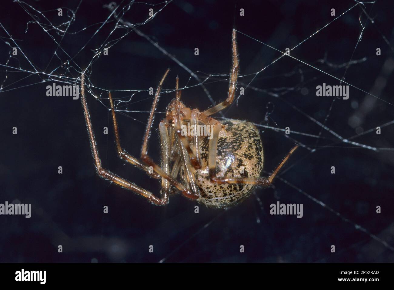 house spider, American common house spider, common American house ...