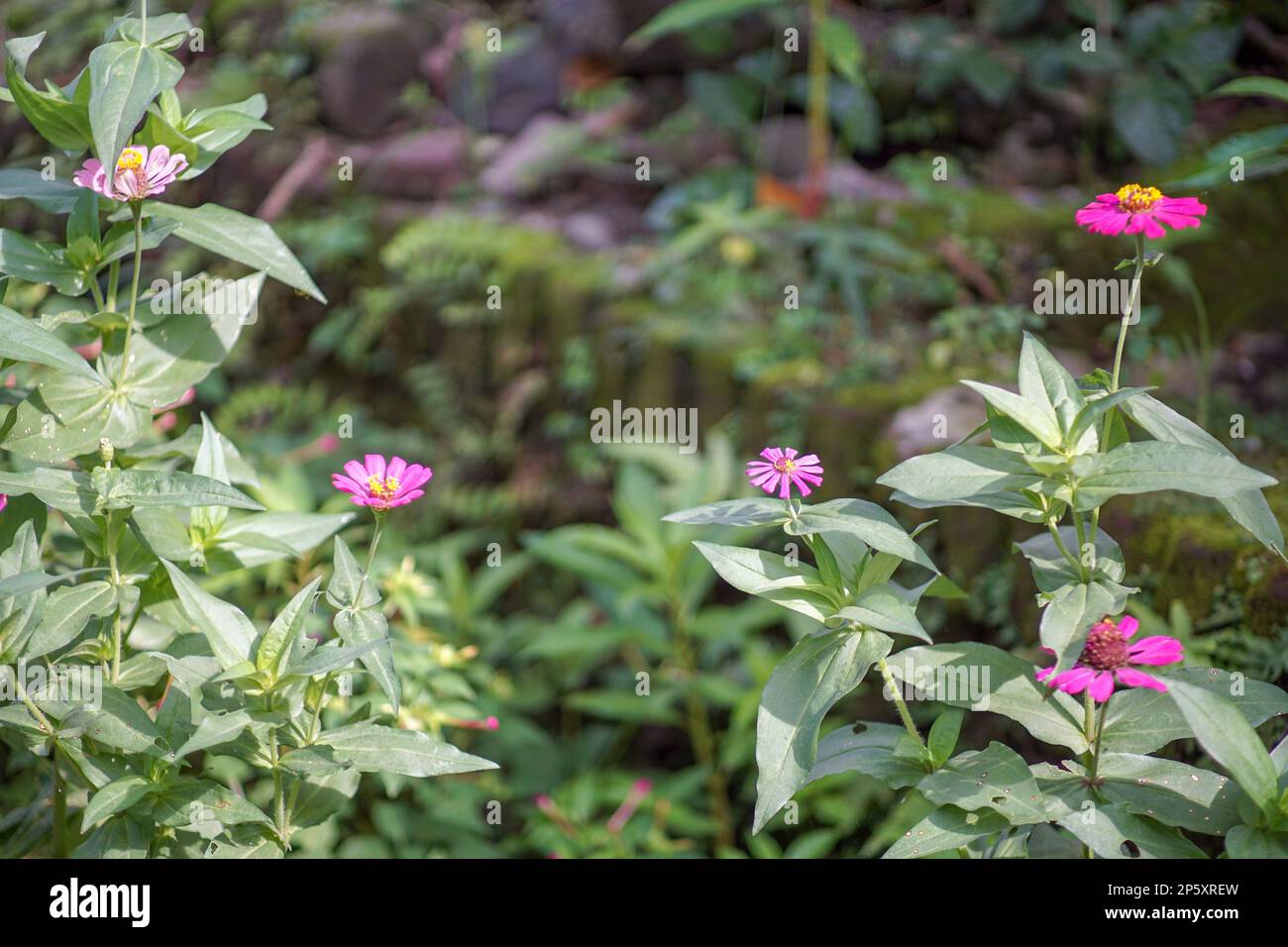 Beautiful pink sunflower (Helianthus annuus) petals growing in a garden ...
