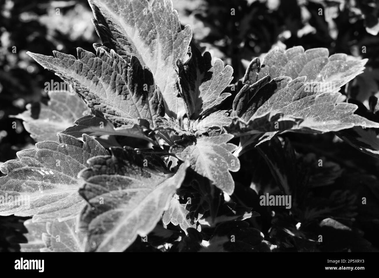 Beautiful summer coleus plants growing in the bright sunshine in a ...
