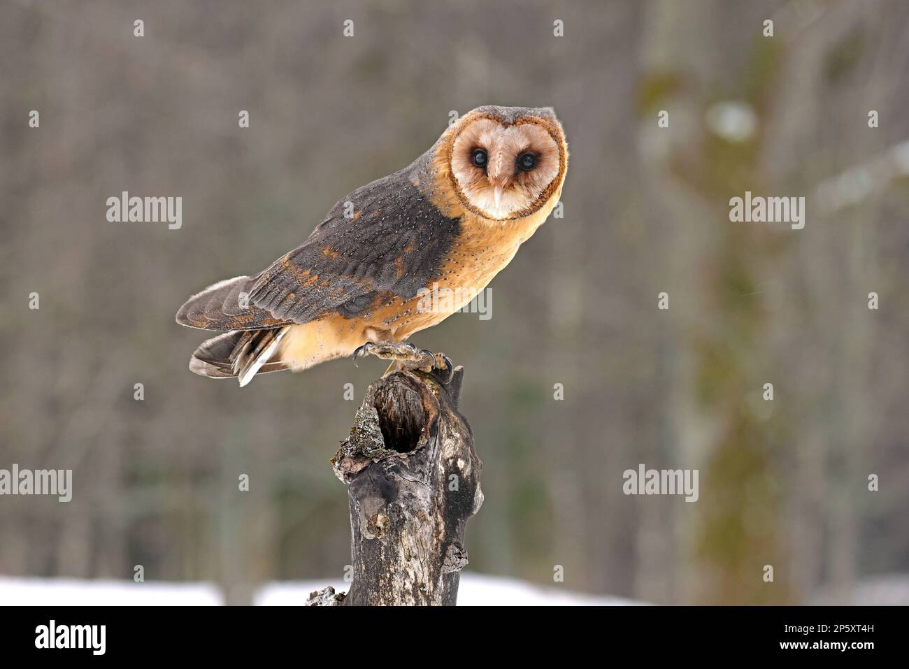Barn owl (Tyto alba), perching on a wooden pole in winter, Germany ...
