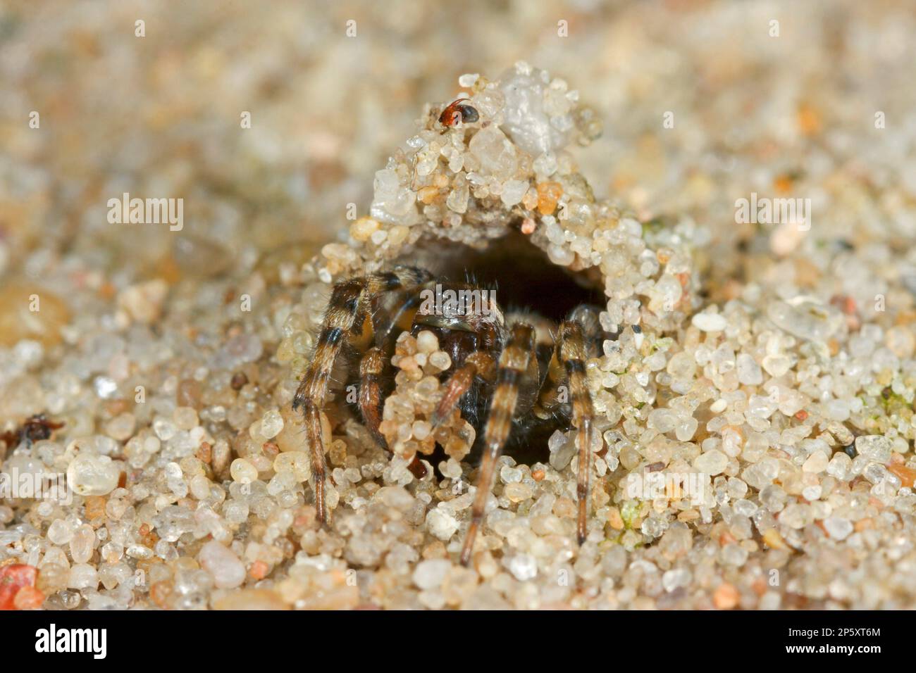 Sand bear spider, Sand bear wolf spider (Arctosa perita), looking out ...