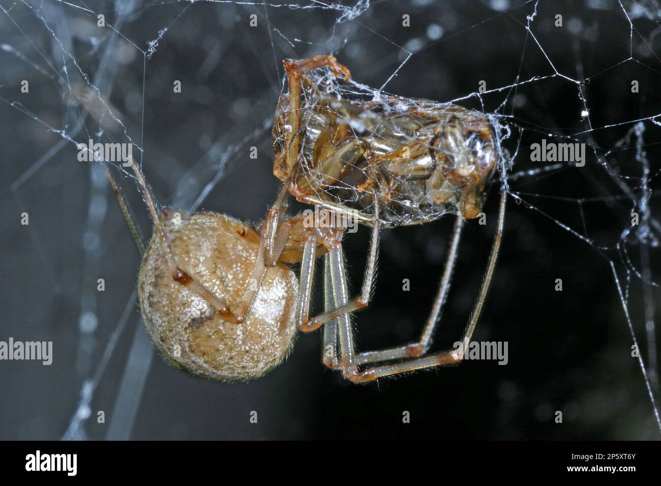 house spider, American common house spider, common American house ...