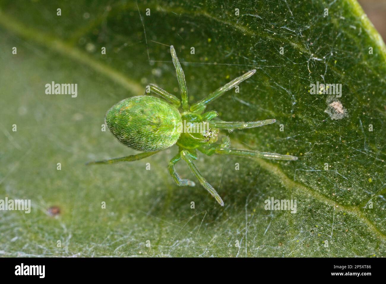 green cribellate spider (Nigma walckenaeri), in web on a leaf, Germany ...