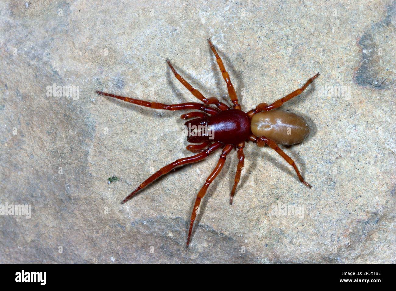Woodlouse Spider (Dysdera crocata, Dysdera rubicunda), top view ...