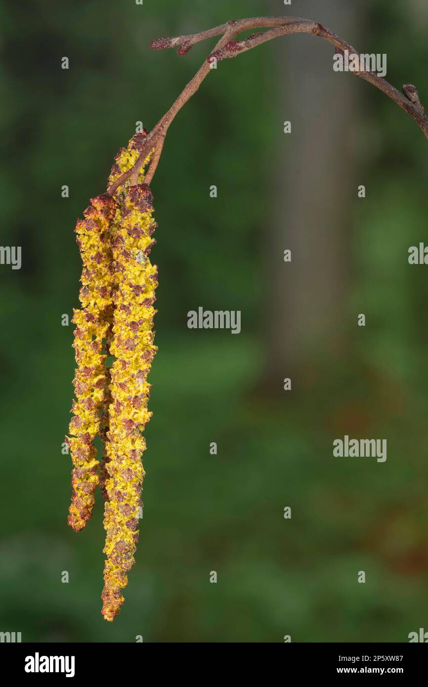 grey alder, hoary alder, speckled alder (Alnus incana), male catkins ...