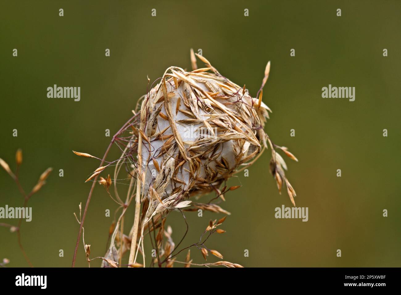 Two clawed hunting spider hi-res stock photography and images - Alamy