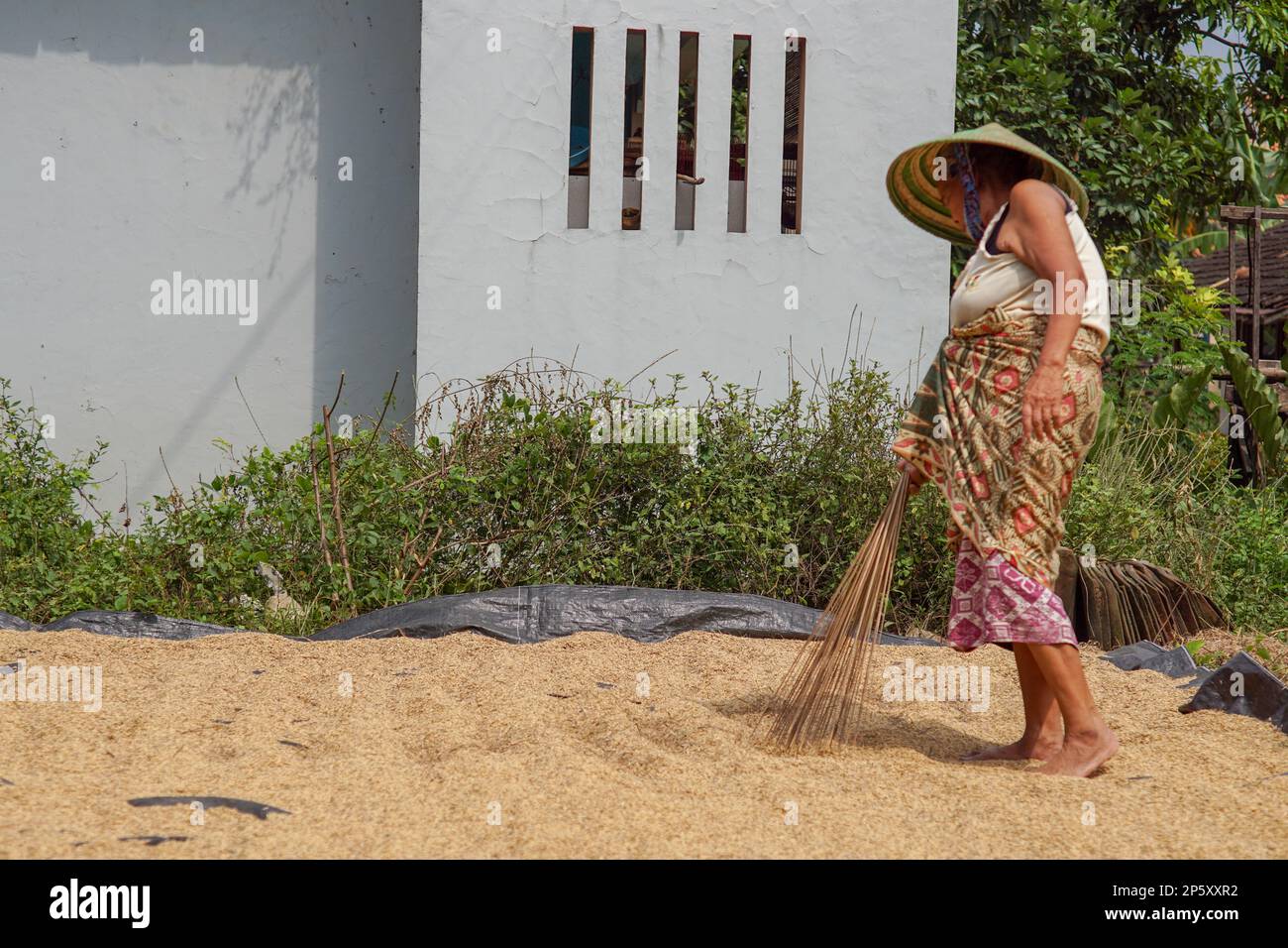 Asian old woman is drying the harvested rice seeds in the hot sun Stock ...
