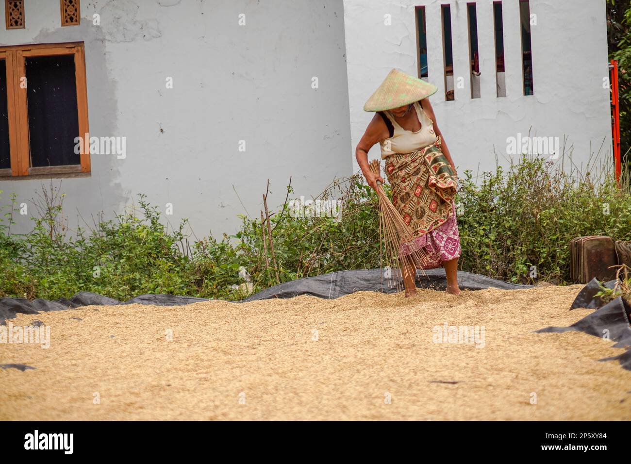 Asian old woman is drying the harvested rice seeds in the hot sun Stock ...