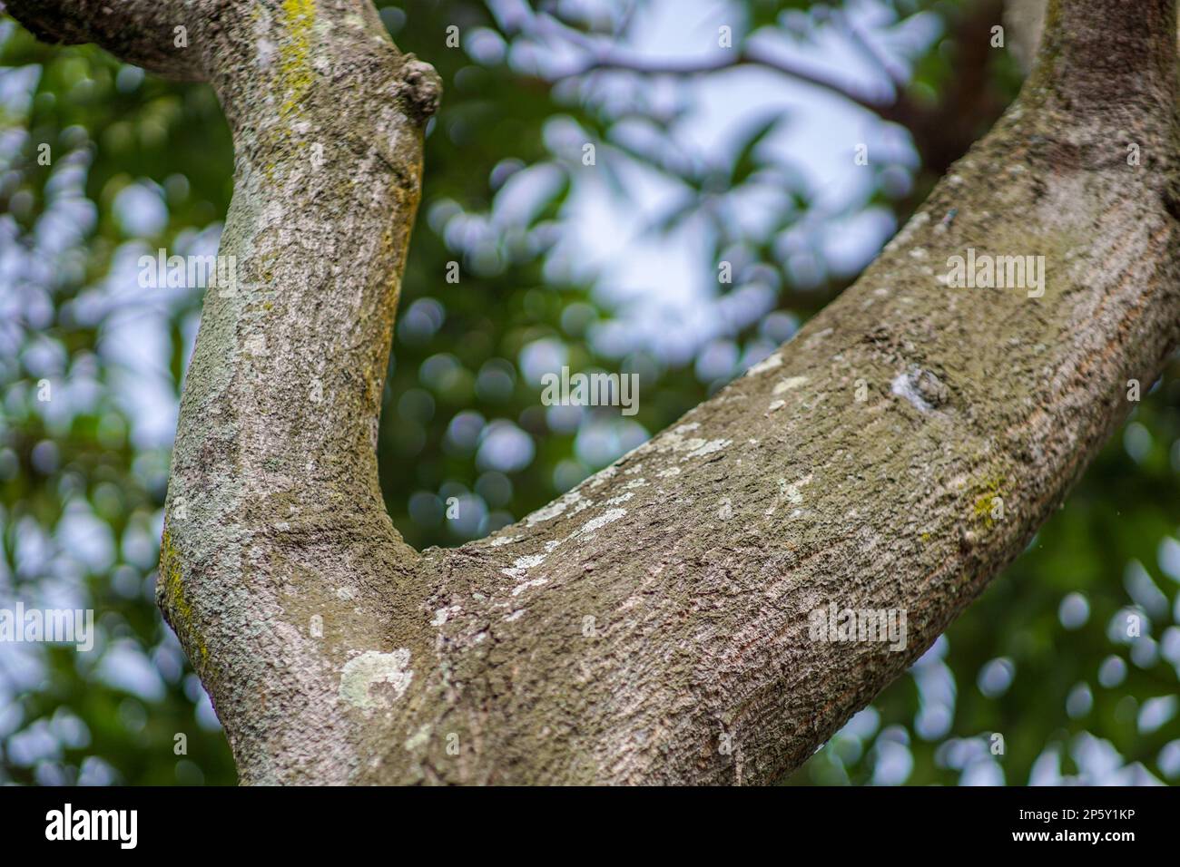 Y-branched textured mango tree trunk with blurred green leaves ...