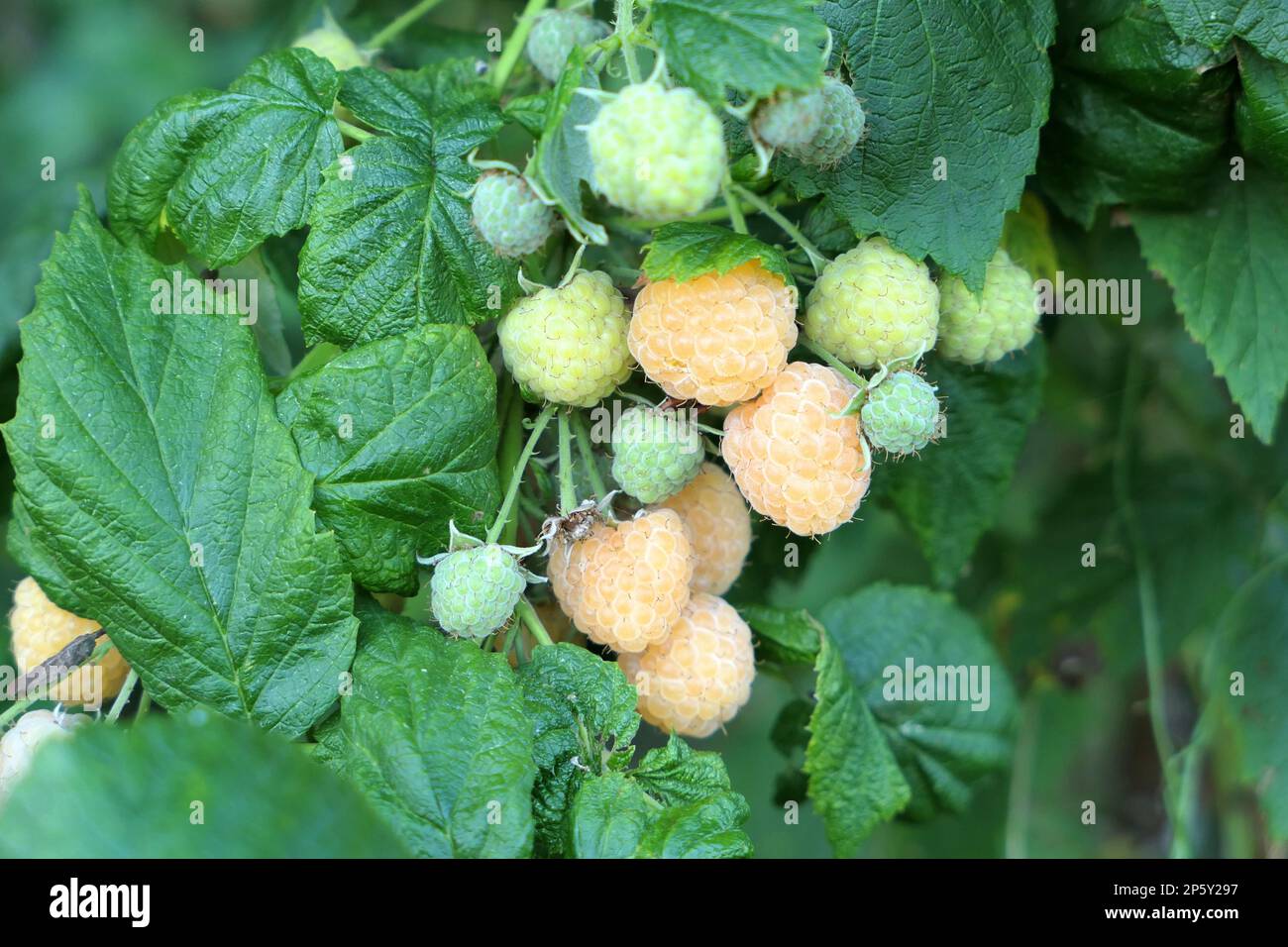 Ripening yellow raspberry in orchard hi-res stock photography and ...