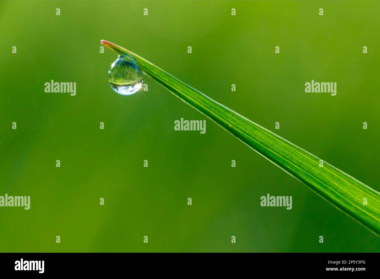Drop hanging hi-res stock photography and images - Alamy