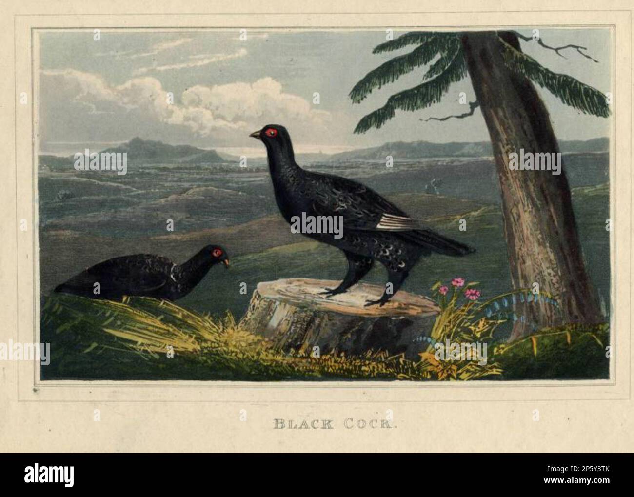 Black Cock, Newton Smith Fielding (Huntingdon, England, 1799 - 1856 ...