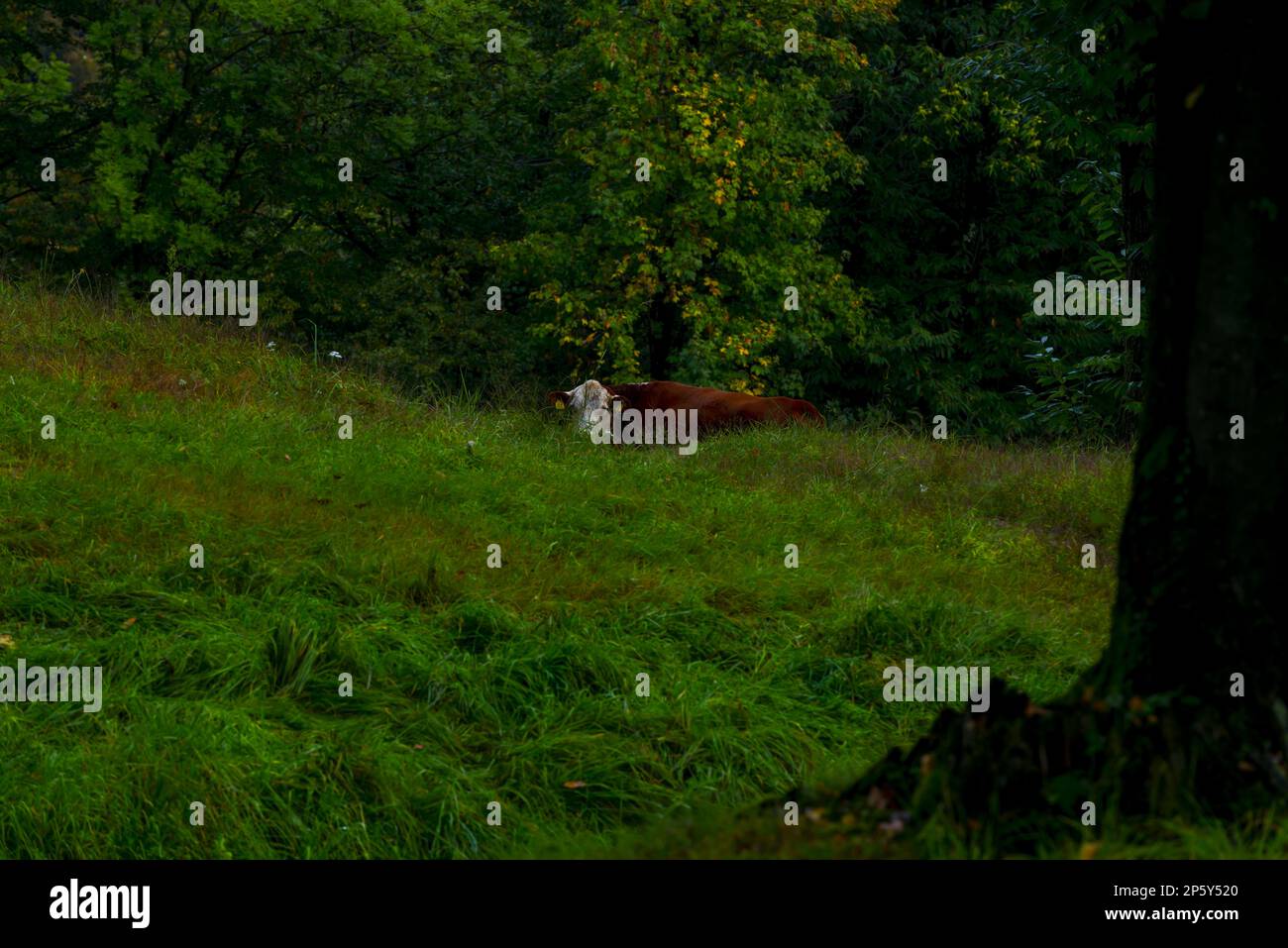 Cow Hidden in the Green Forestin Ticino, Switzerland Stock Photo - Alamy