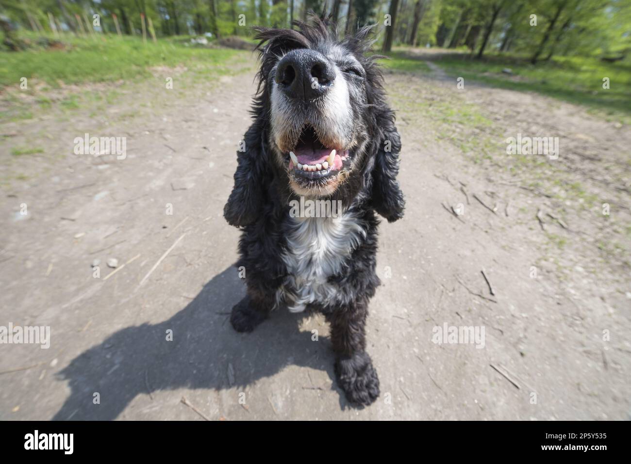 Daylight pet domestic shadow hi-res stock photography and images - Alamy