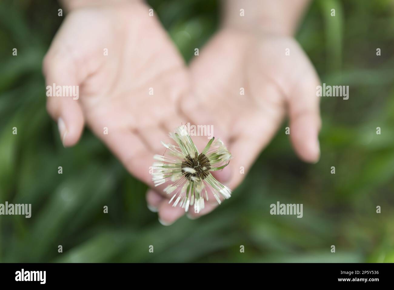 Hand holding dandelion close up hi-res stock photography and images - Alamy