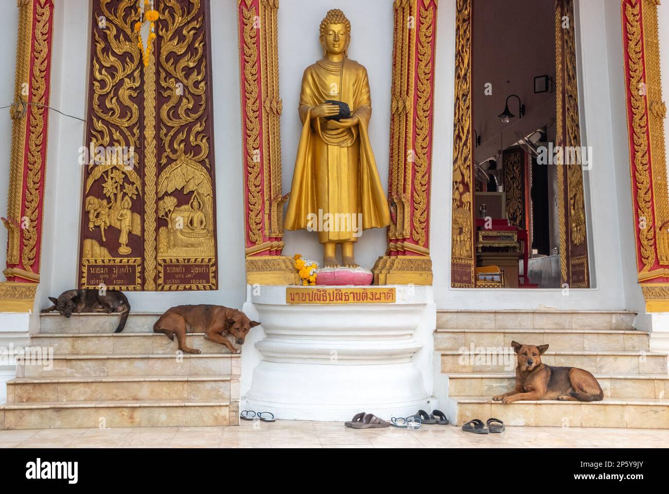 Feral dogs at a Buddhist temple in Mae Sot Thailand Stock Photo - Alamy