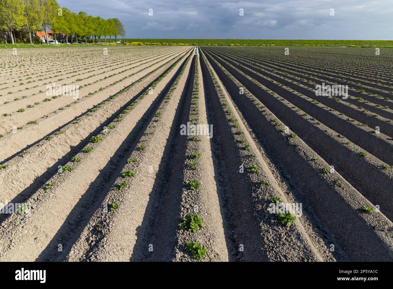 Spring view of potato field just after planting, Netherlands Stock ...
