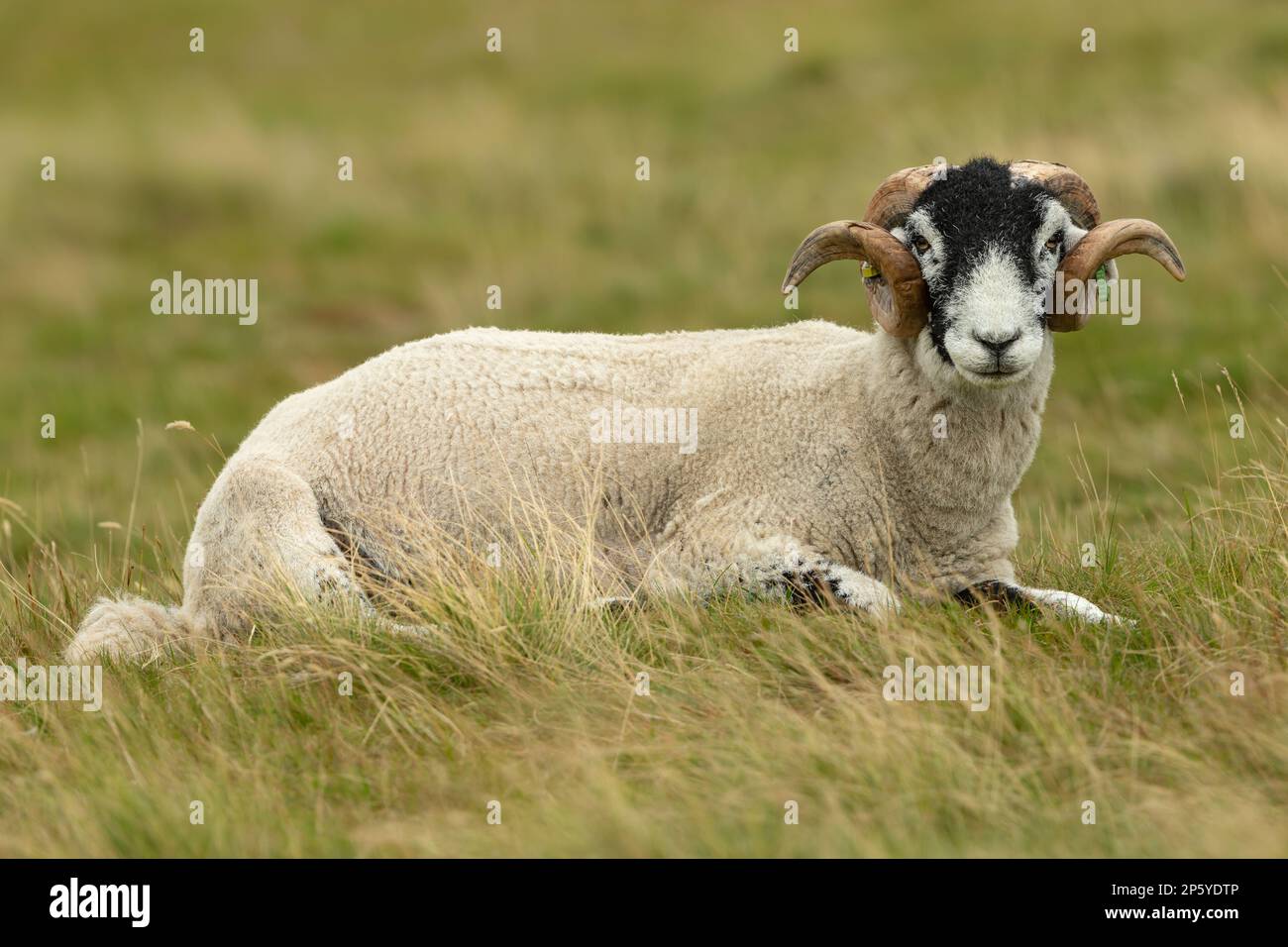 Close up of a fine Swaledale ram with two curly horns, lying down and ...