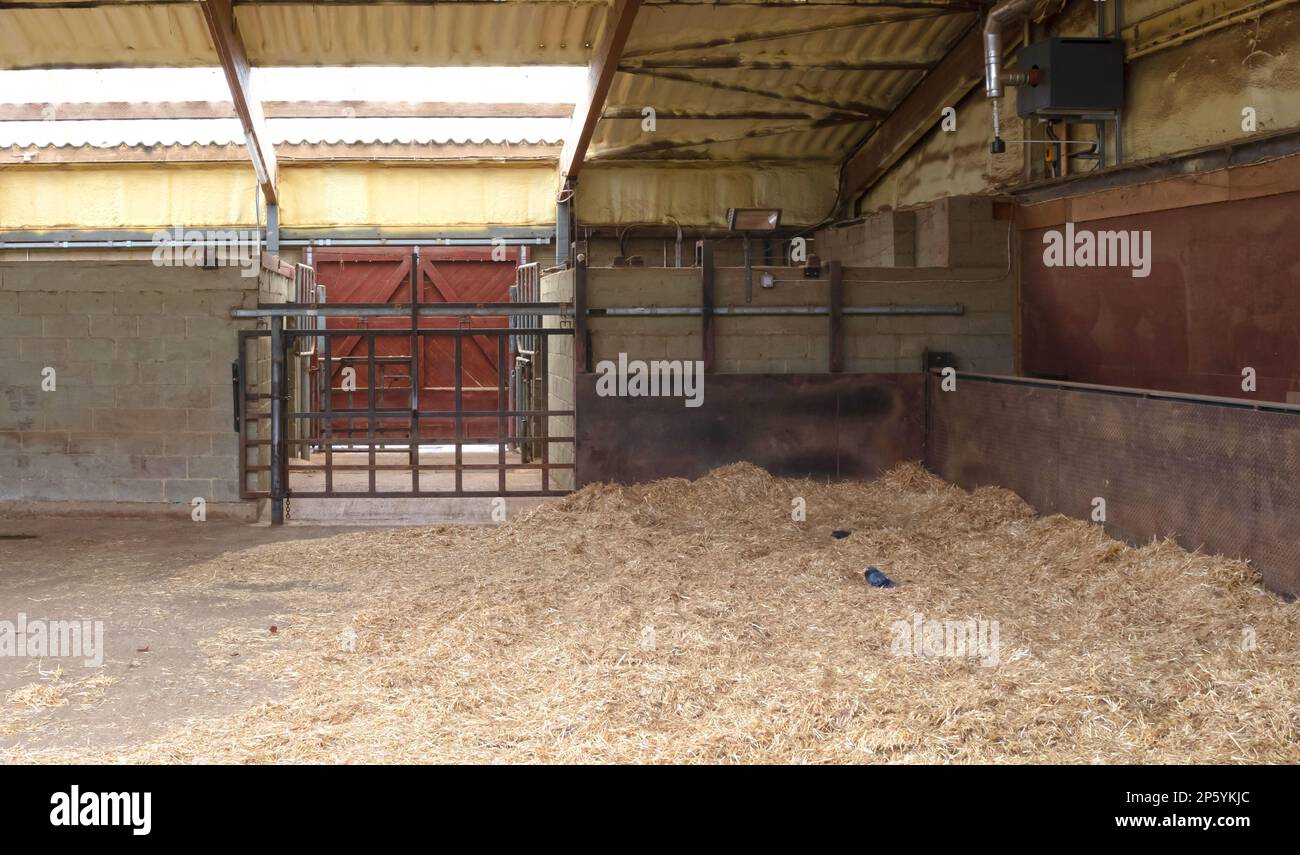 Indoor enclosure for a greater white rhino, fresh hay Stock Photo - Alamy