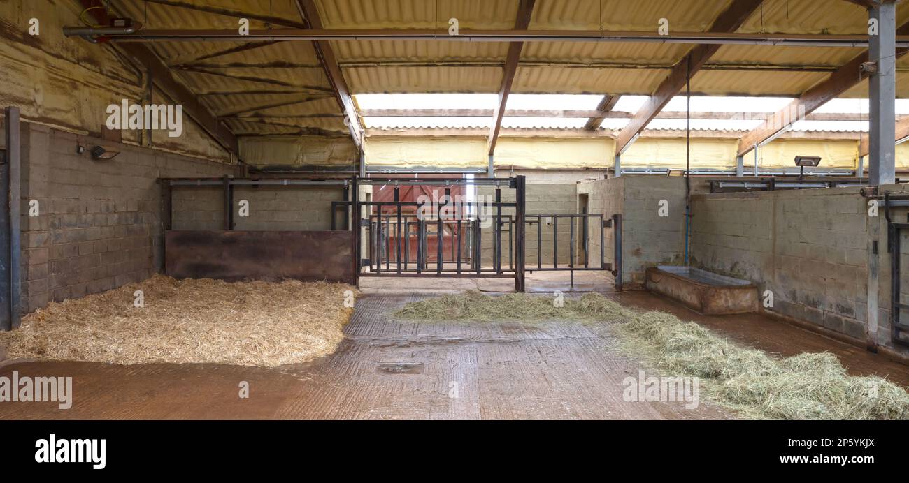 Indoor enclosure for a greater white rhino, fresh hay Stock Photo - Alamy