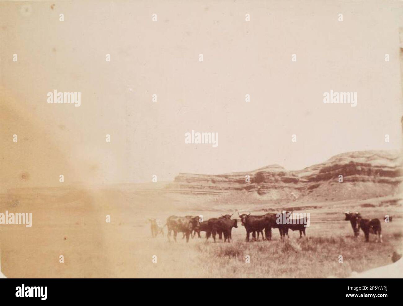 Landscape with Cattle, South Africa, from an album compiled by Sir John ...